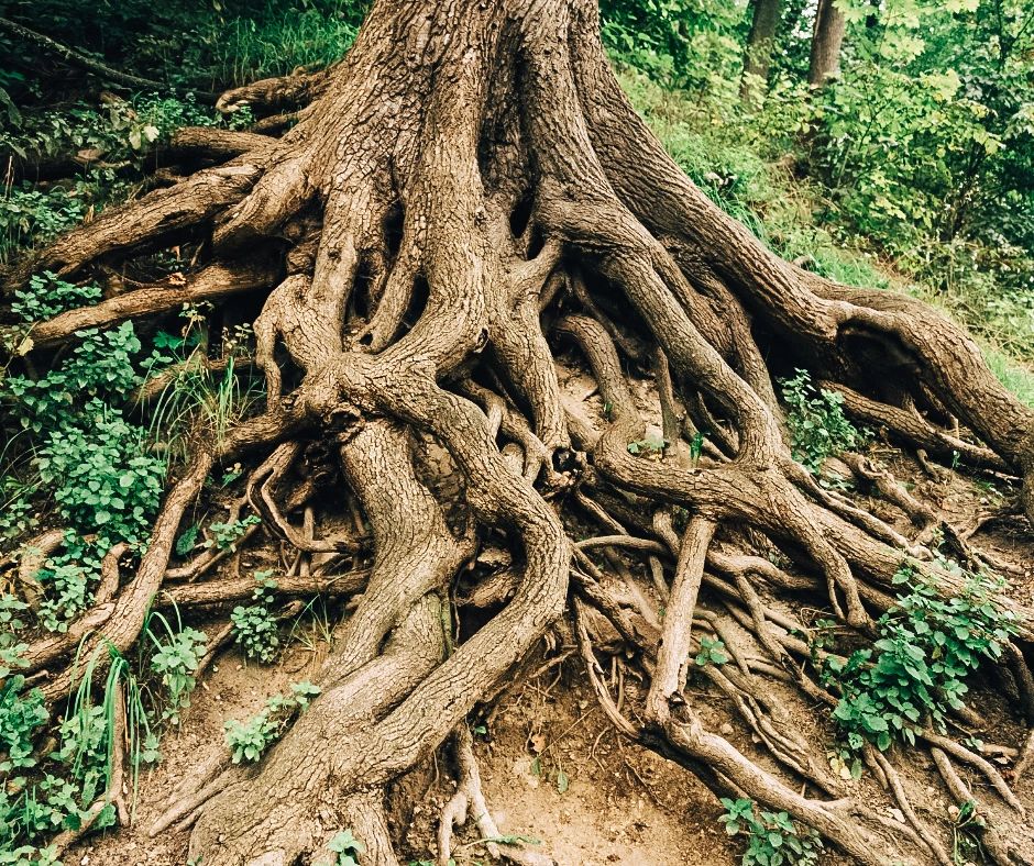 Understanding Exposed Tree Roots: Causes and Solutions