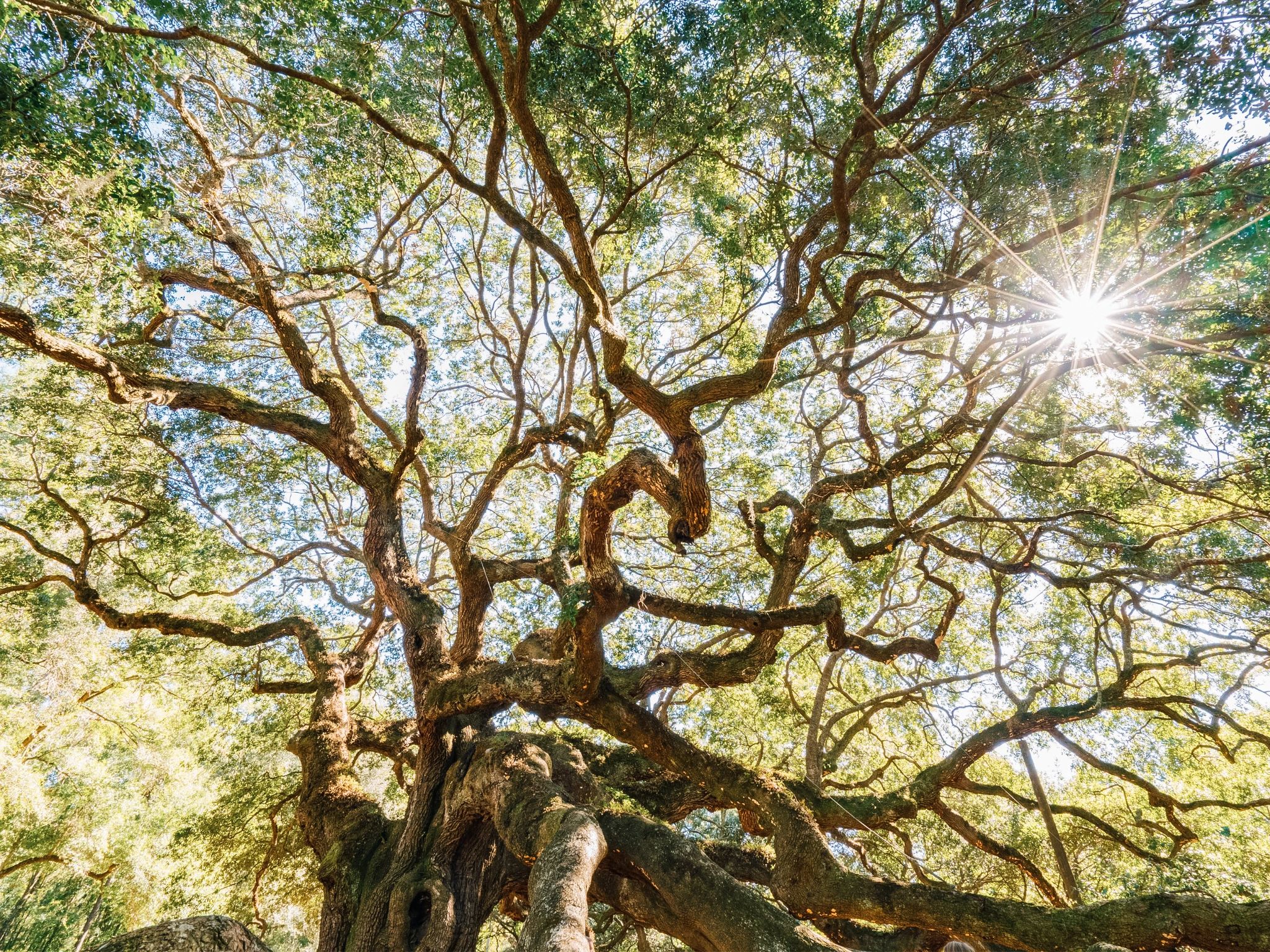 Austin Area Tree Guide: Get to Know our City's Iconic Trees
