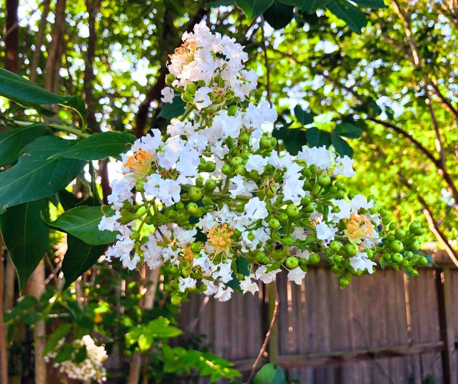 The Enchanting Crape Myrtle
