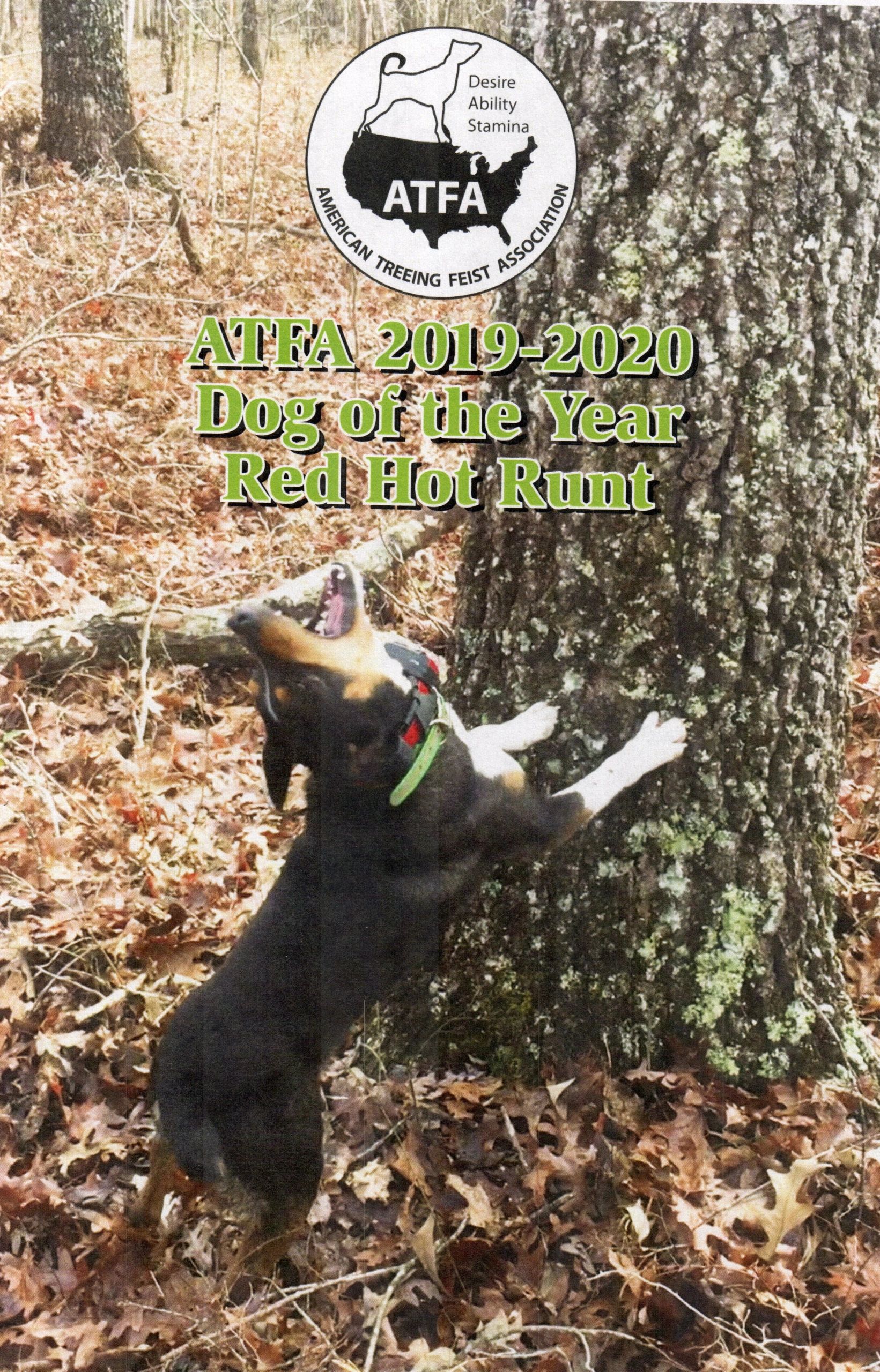 Squirrel Hunting - American Treeing Feist Association