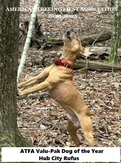 Squirrel Hunting - American Treeing Feist Association
