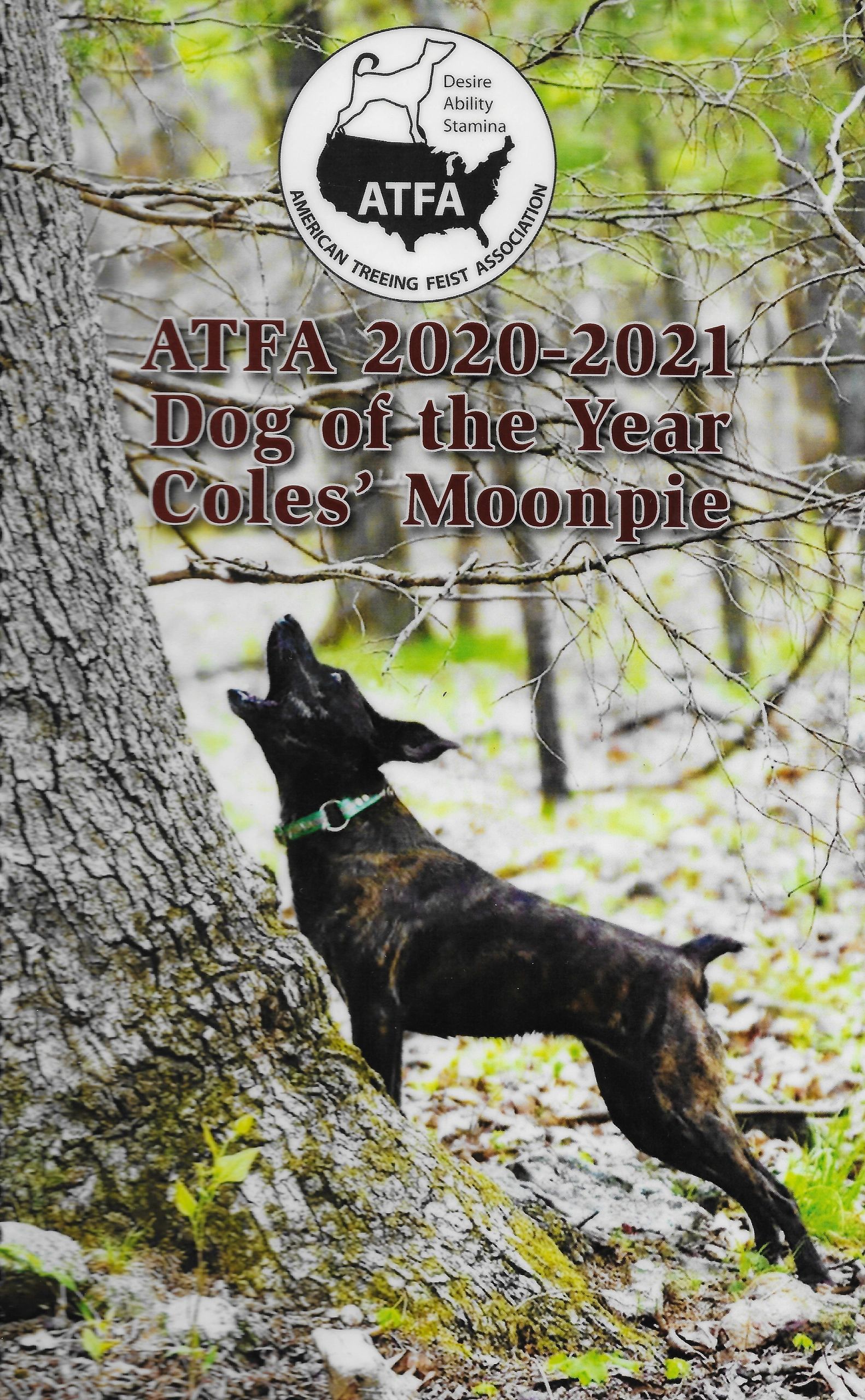 Squirrel Hunting - American Treeing Feist Association