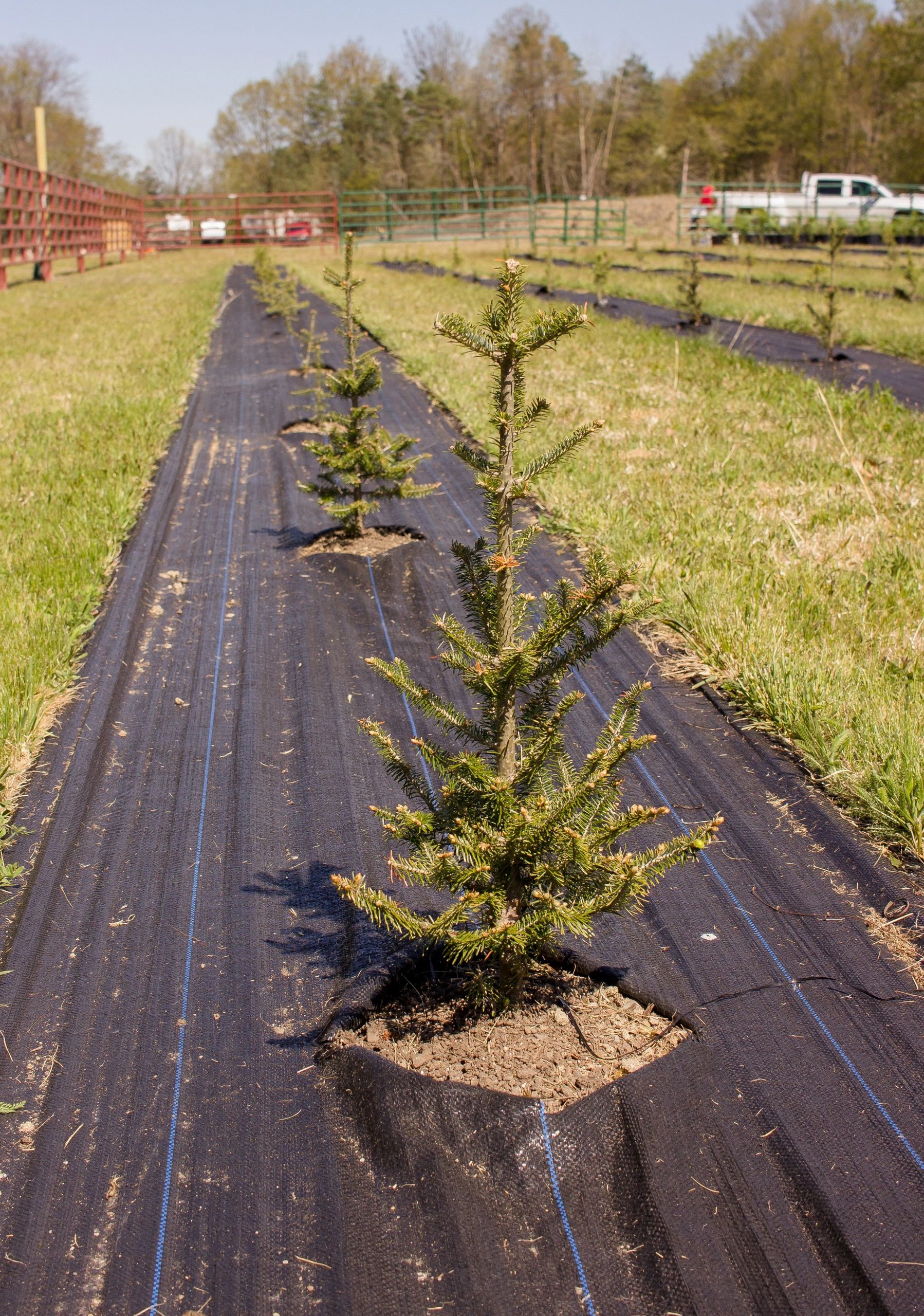 Home [airfieldfarms.com]