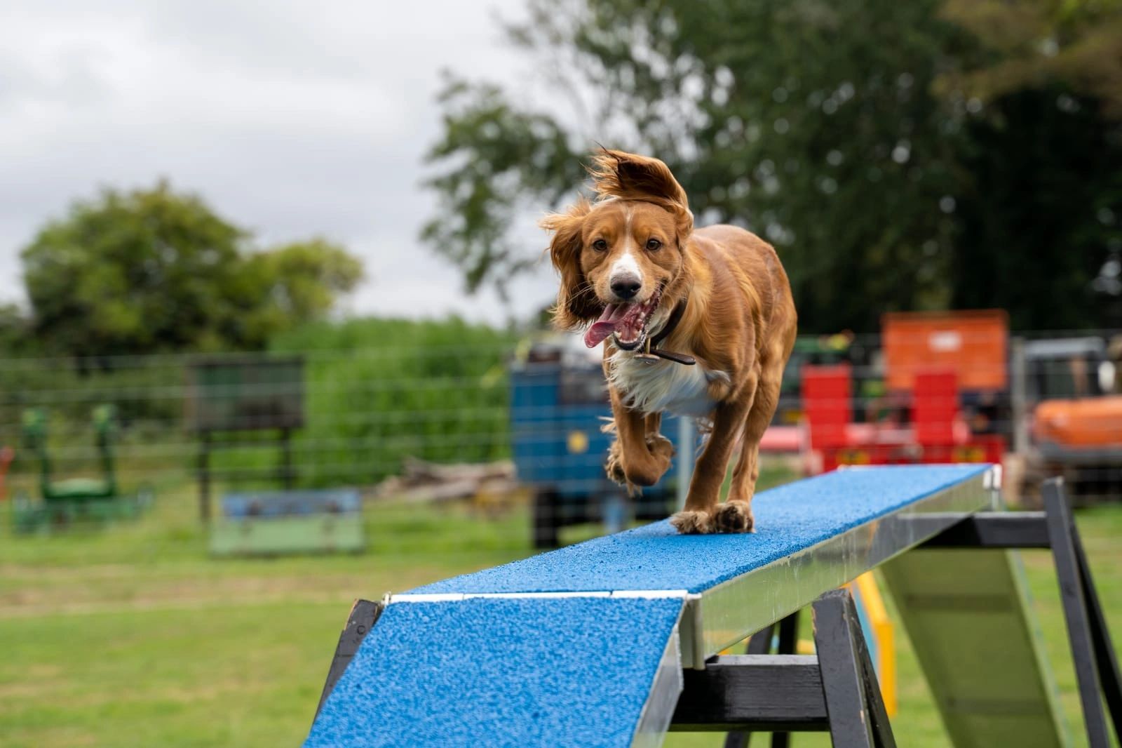 Agility (Beginners)