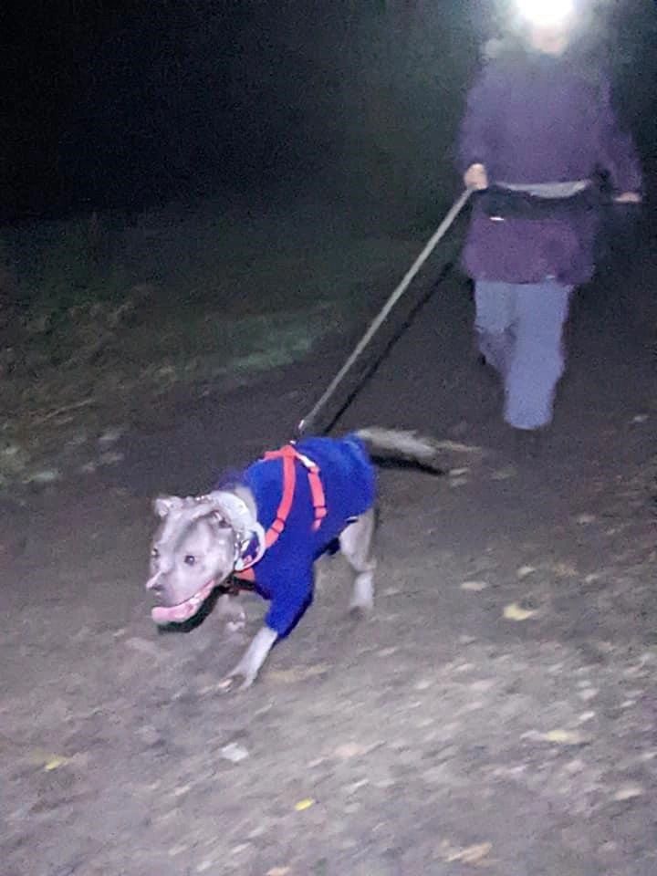 Mantrailing Introduction Workshop