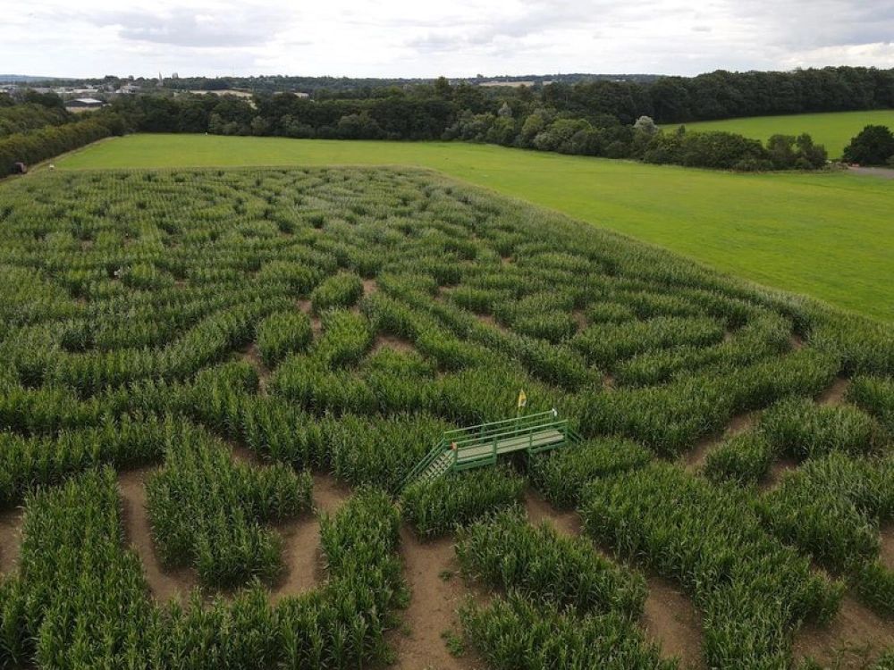 Maize Maze Chelmsford