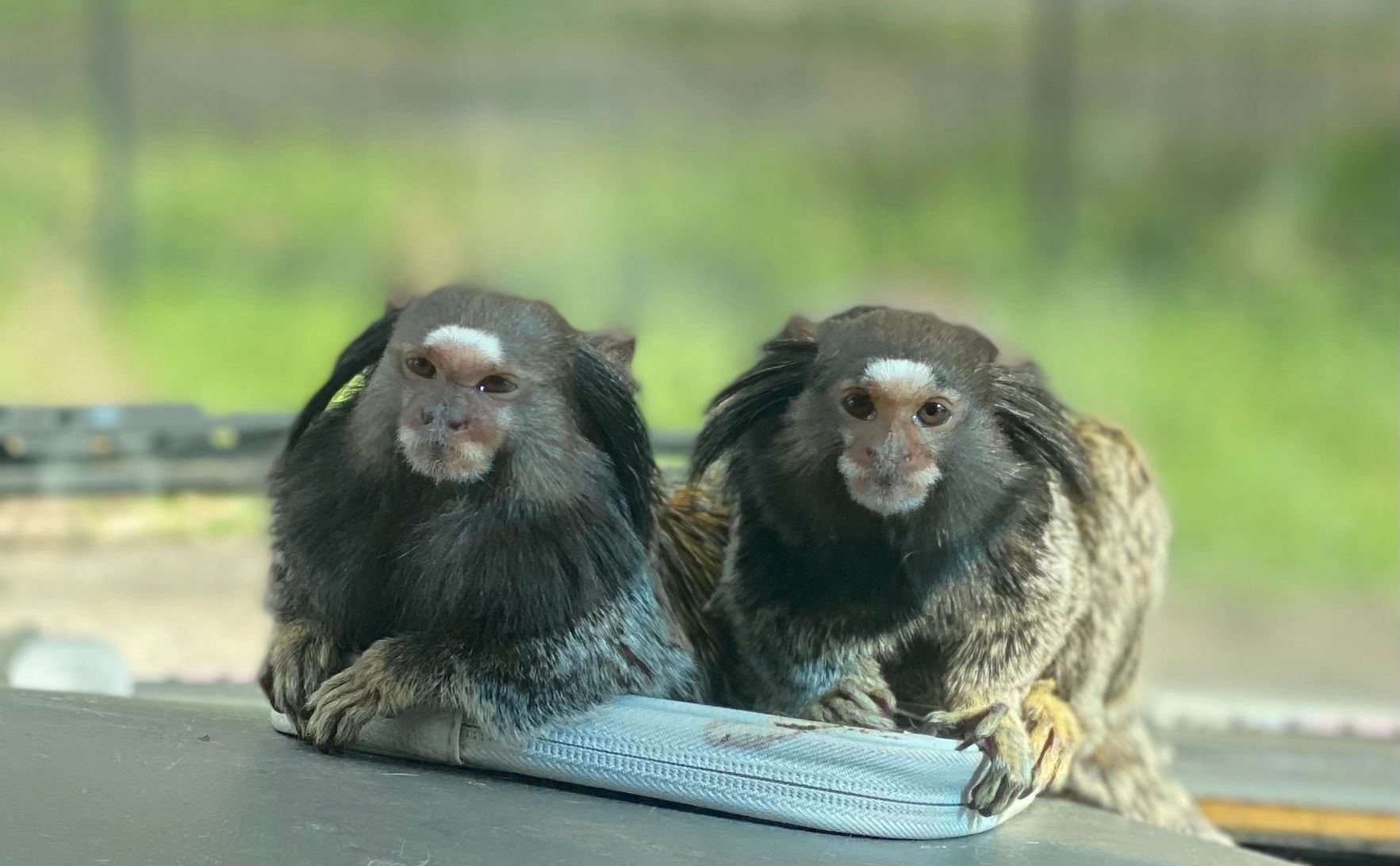 Marmoset Monkeys For Sale Tiny Monkeys And Other Exotic Pets