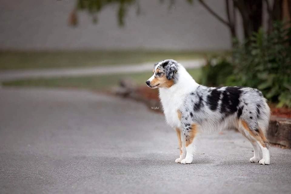 Are Australian Shepherd Prone To Deaf
