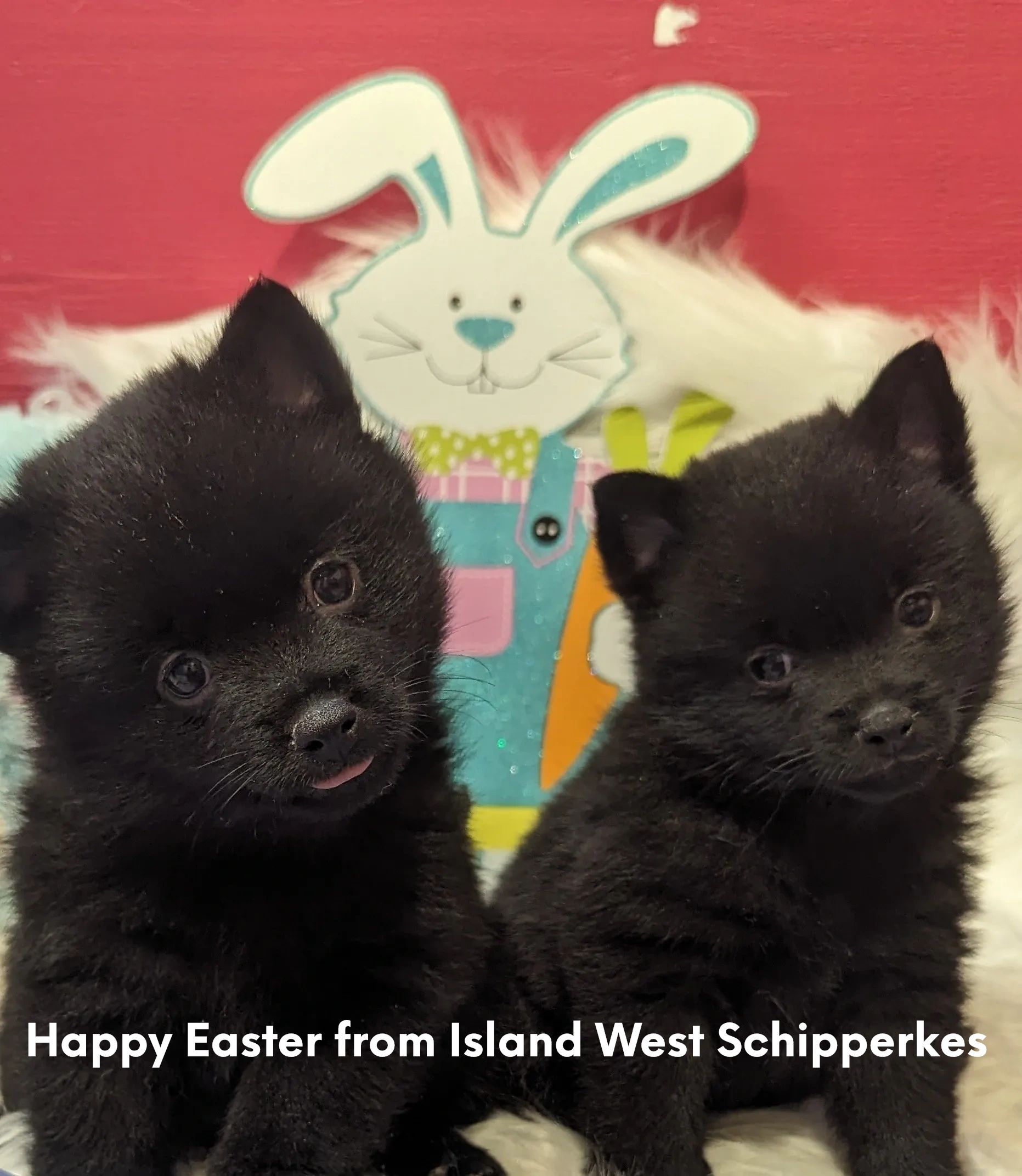 schipperke of the past | Island West Schipperkes