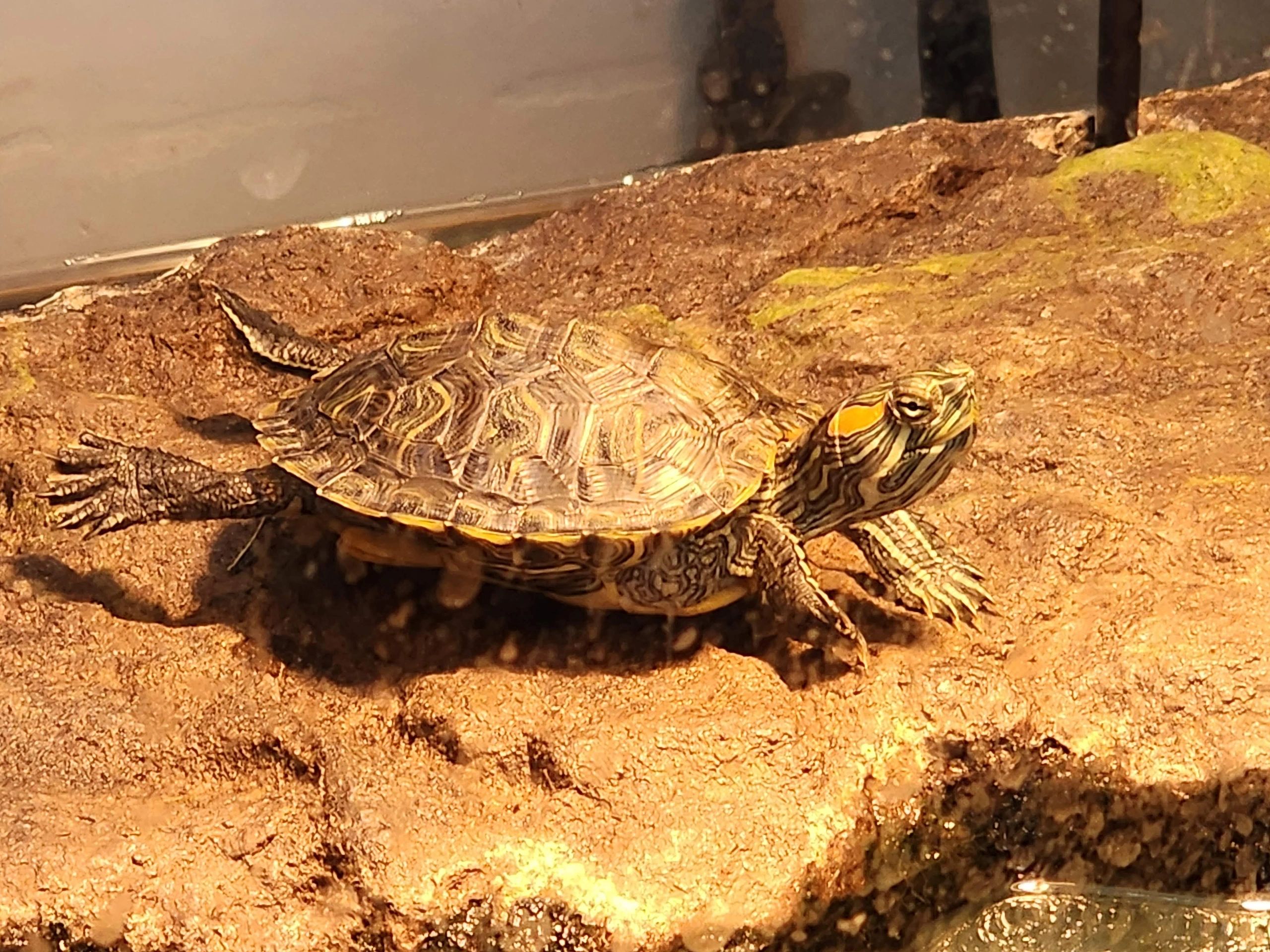 Successful Adoptions | Second-hand Serpents Reptile Rescue