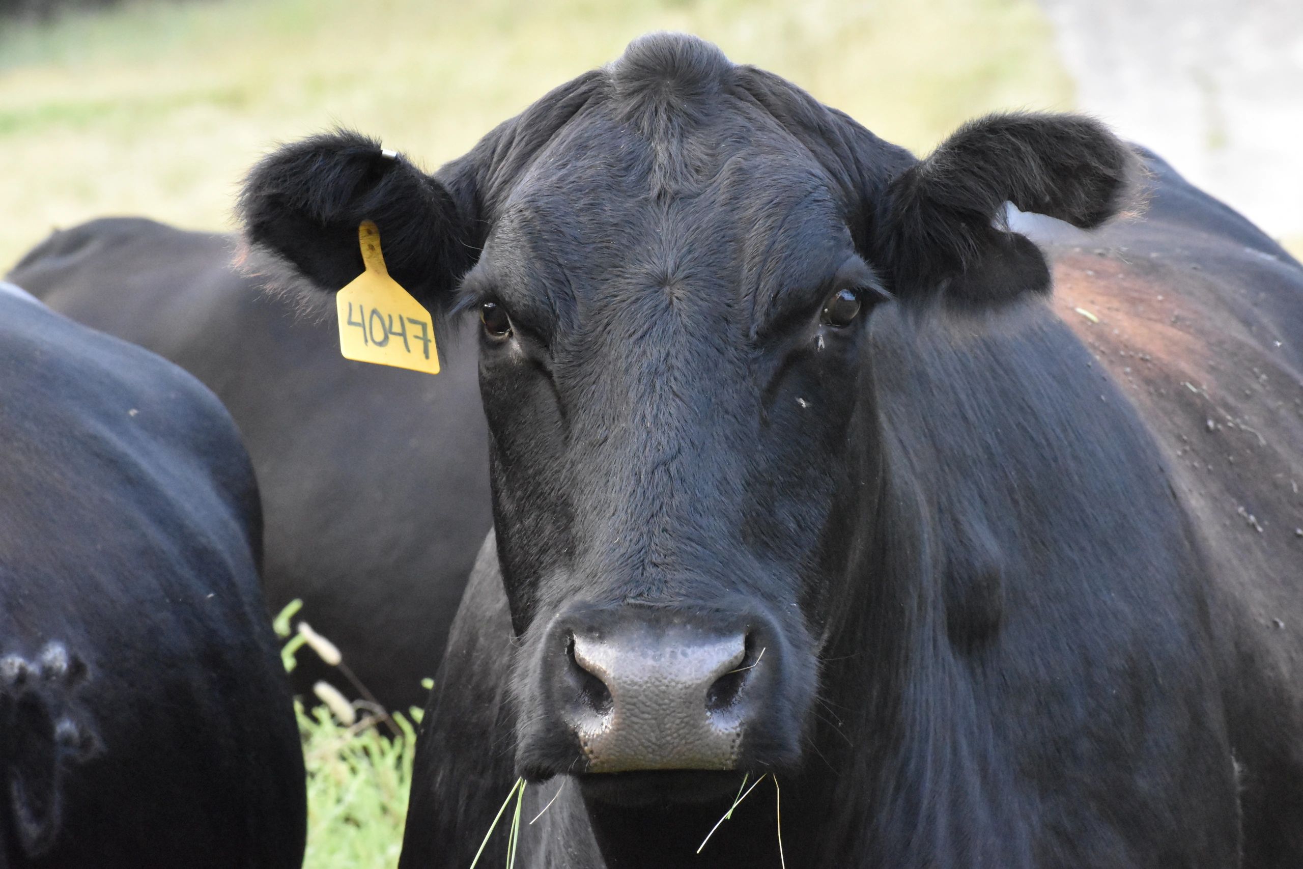 M-Pact Solutions - Cattle Livestock, Natural Immune