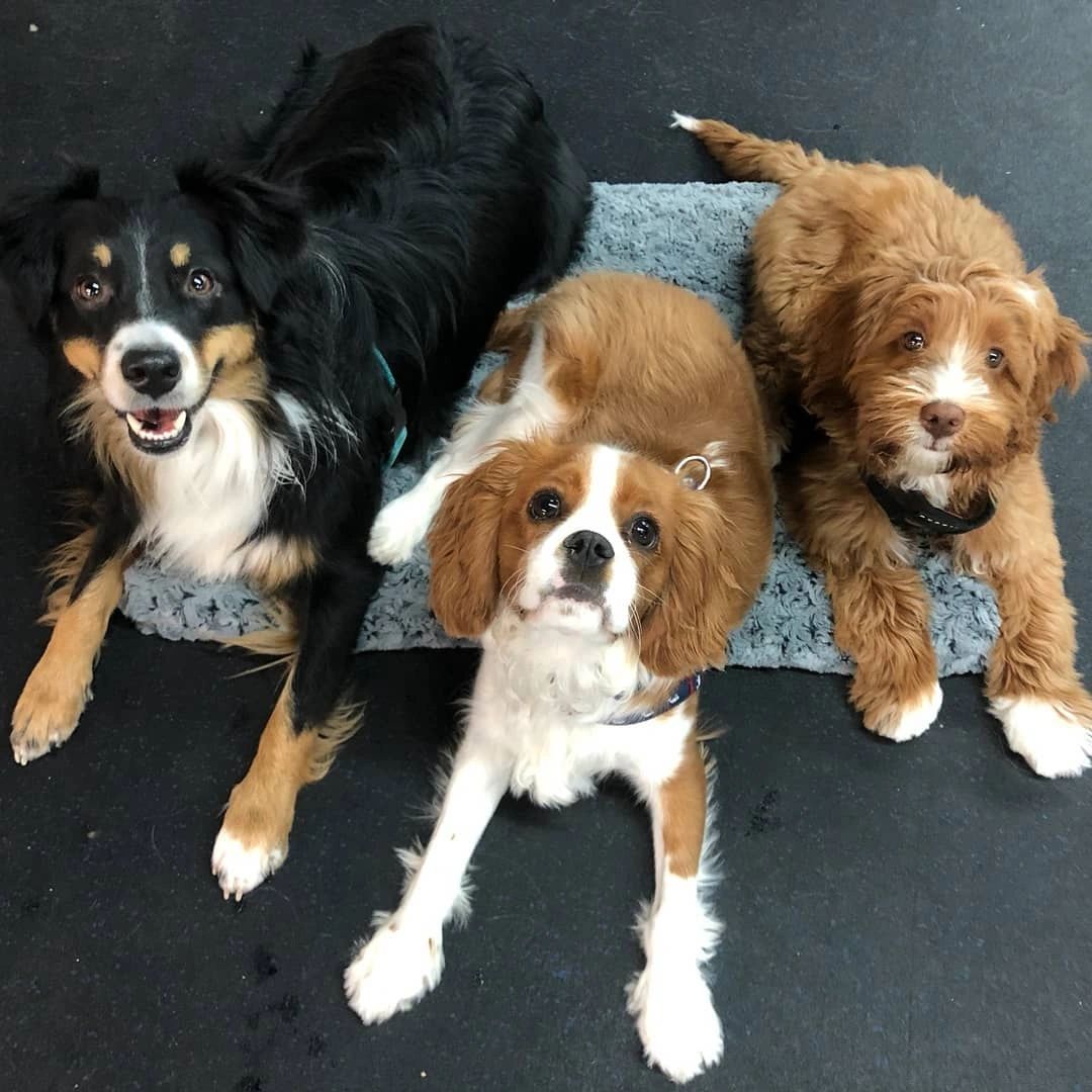 Donna's Do Right Dogs LLC