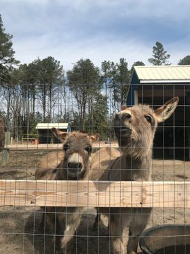 Sonshine Equine Horsemanship and Therapeutic Riding Center - Home