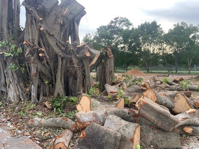 Tree Destruction on Silver Palm Drive and US-1