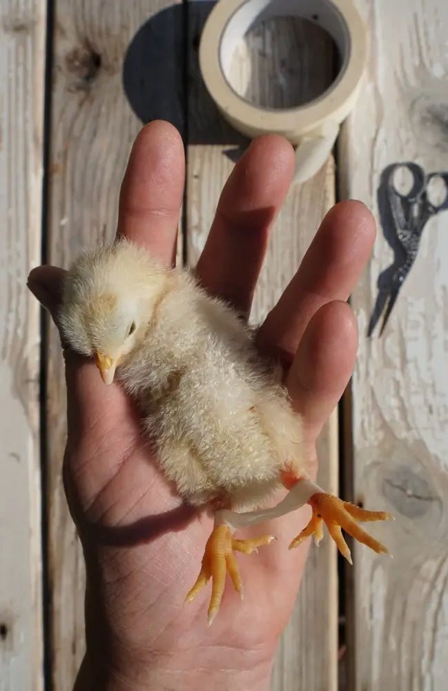 Common Chick Health Problems and How to Treat Them