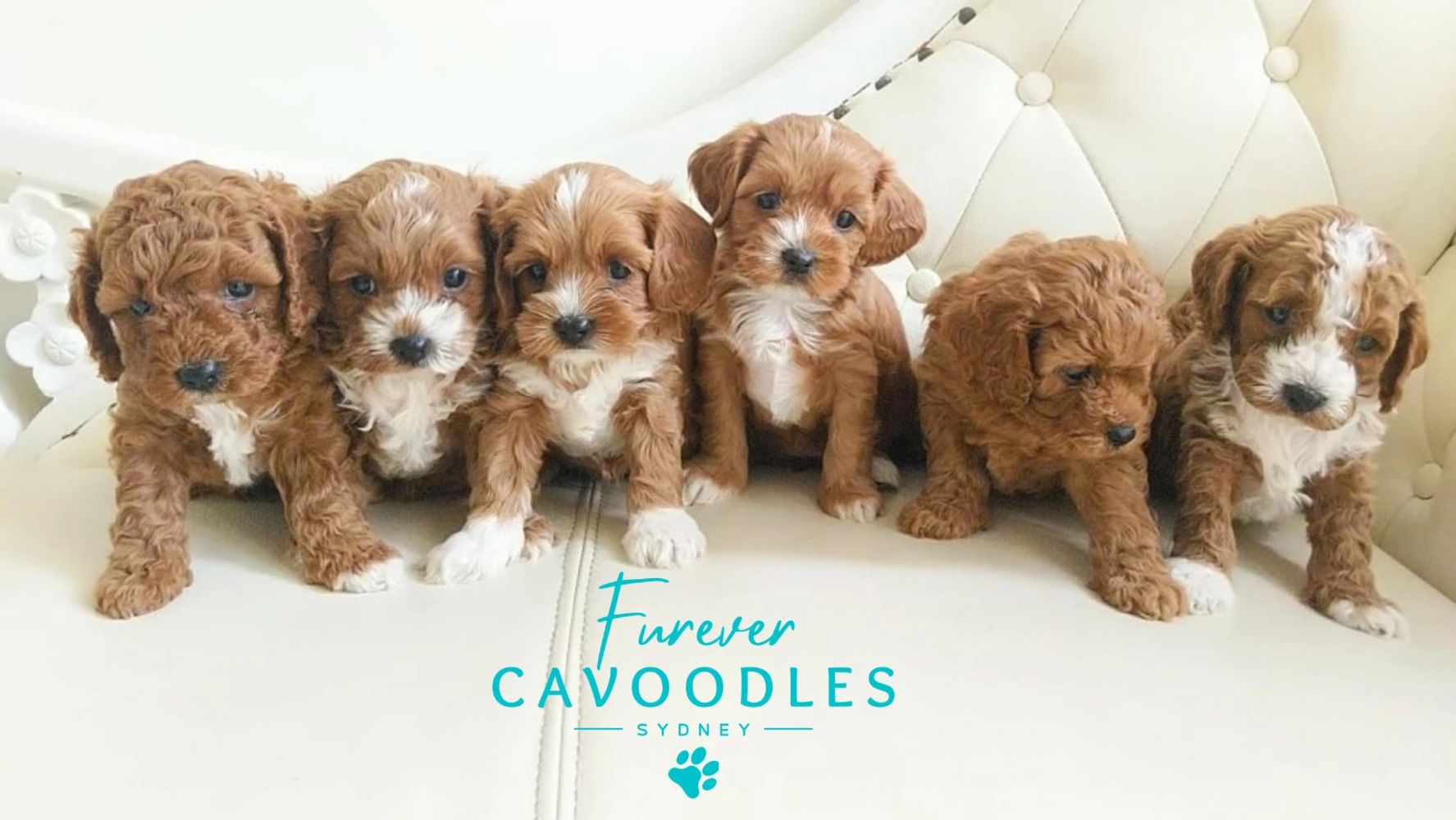 Furever Cavoodles