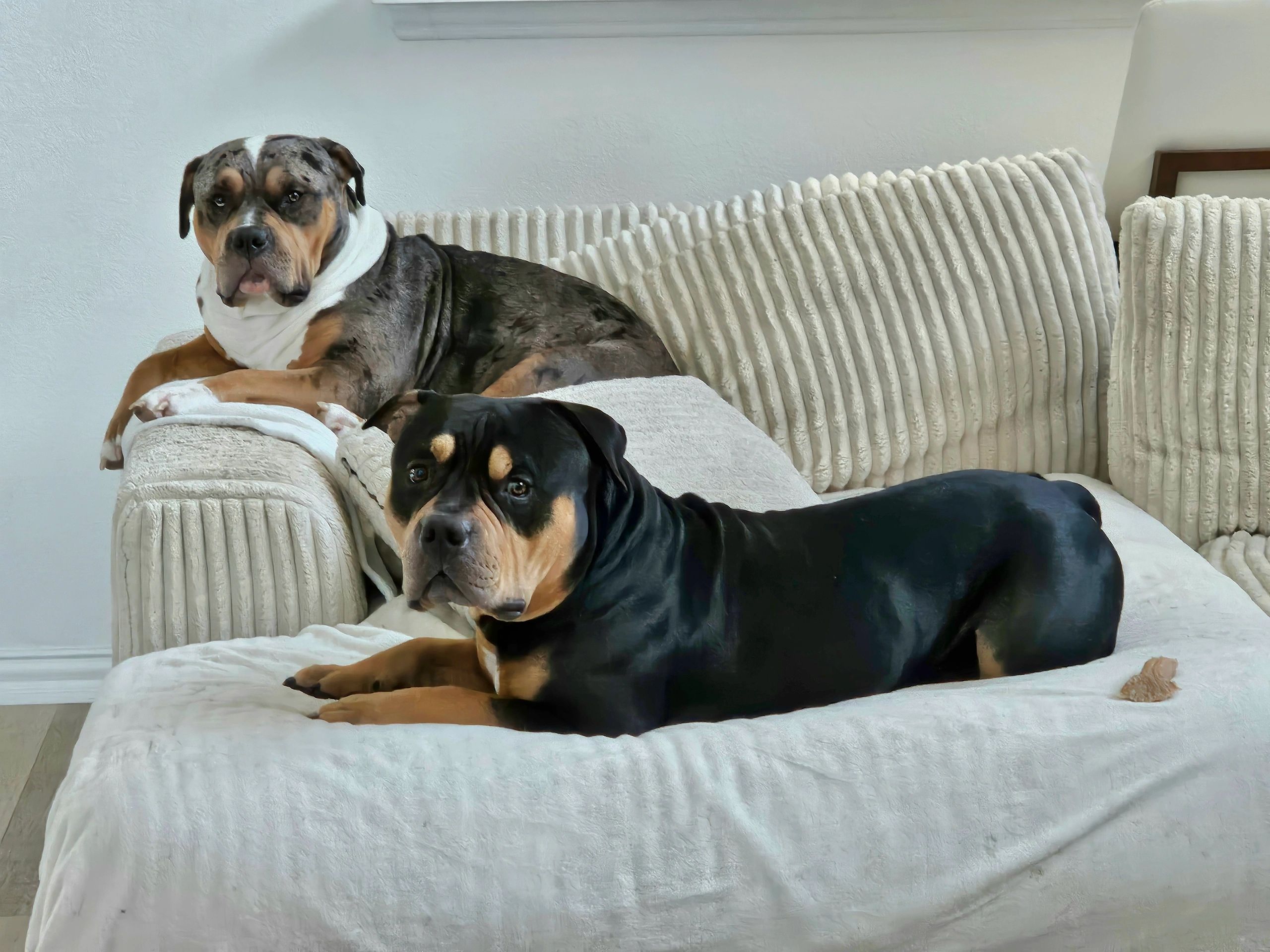 Available Puppies | King Of Hearts Bullies