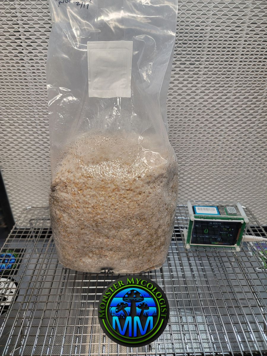 Colonized Grain Spawn Bag