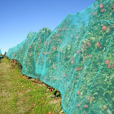 Drape Net North America - Fruit Protection, Apples