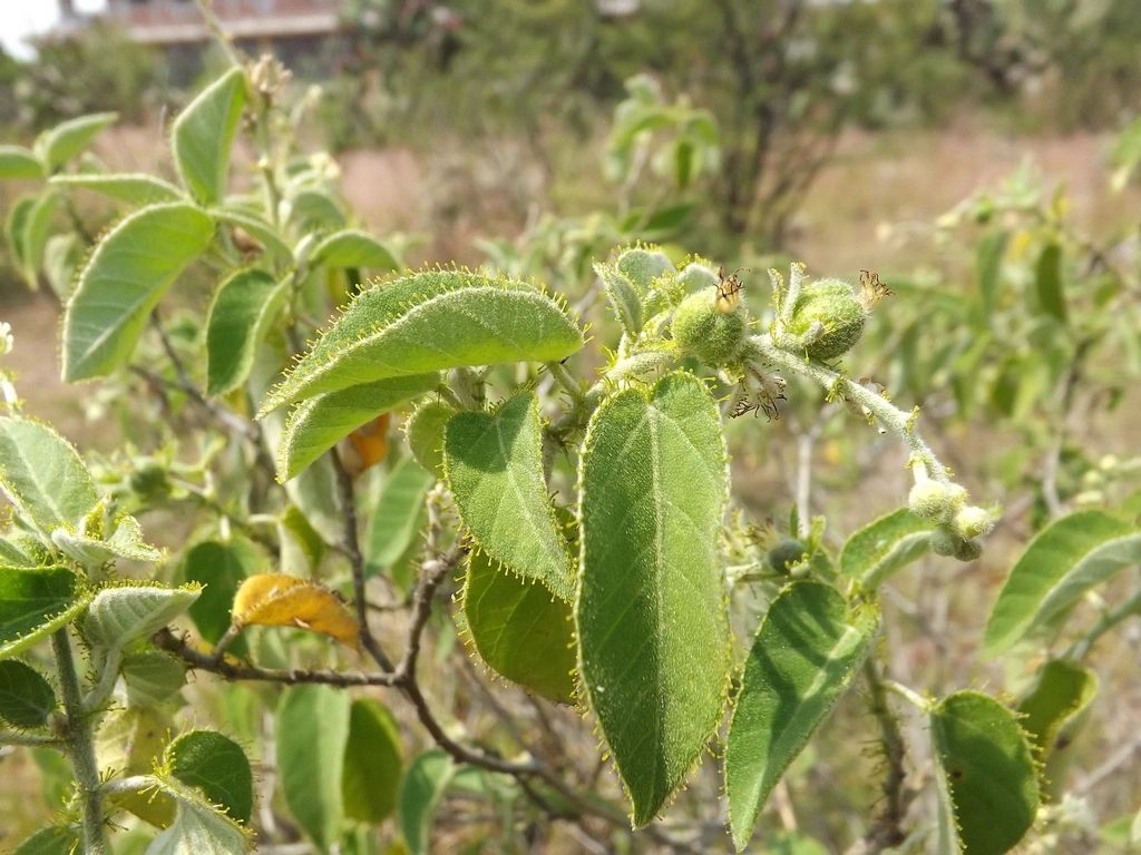 Canelilla (Senna occidentalis)