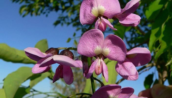 Barbasco (Lonchocarpus utilis)