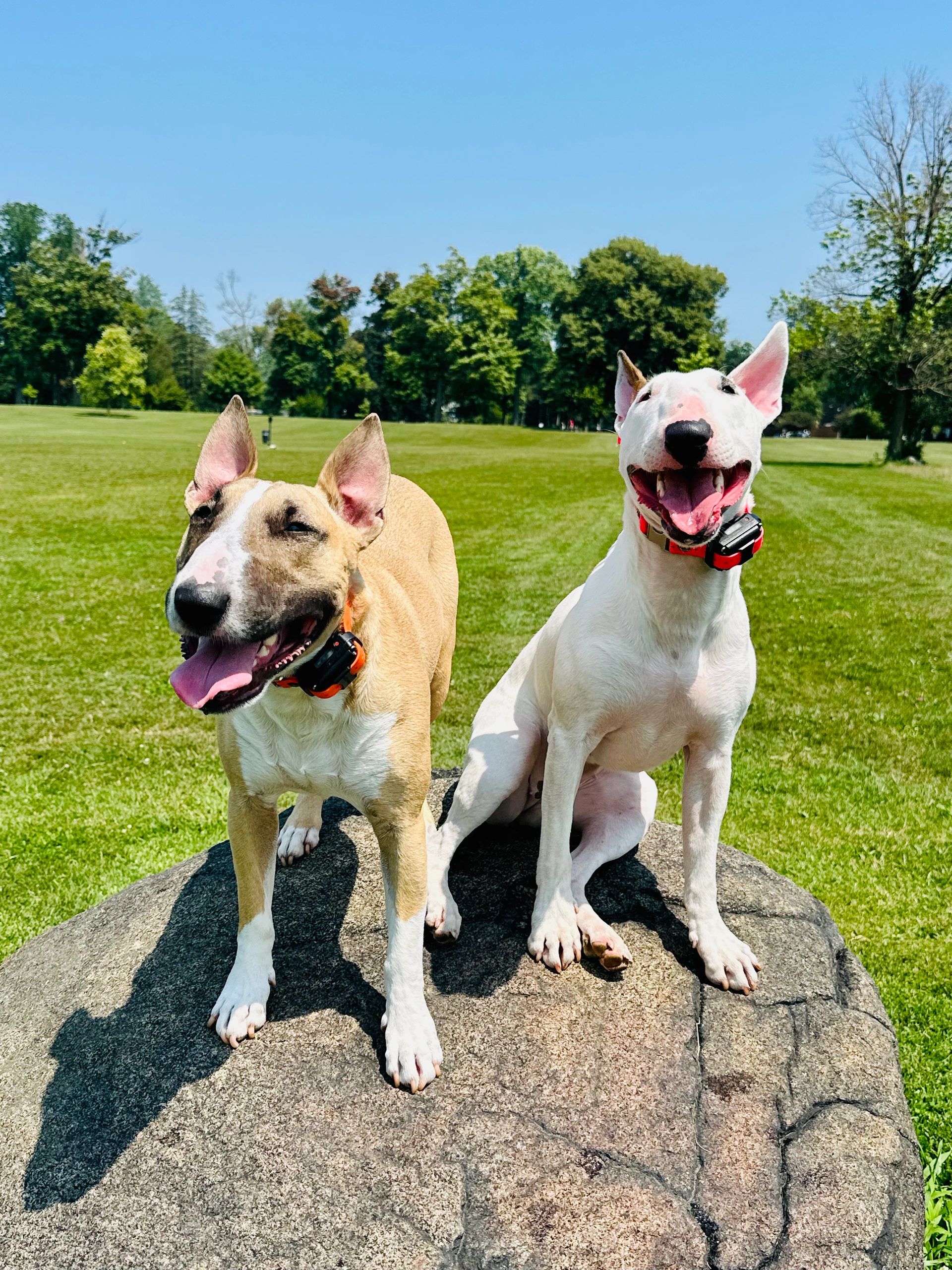 Dog Training - The Happy Hound Behavior and Obedience