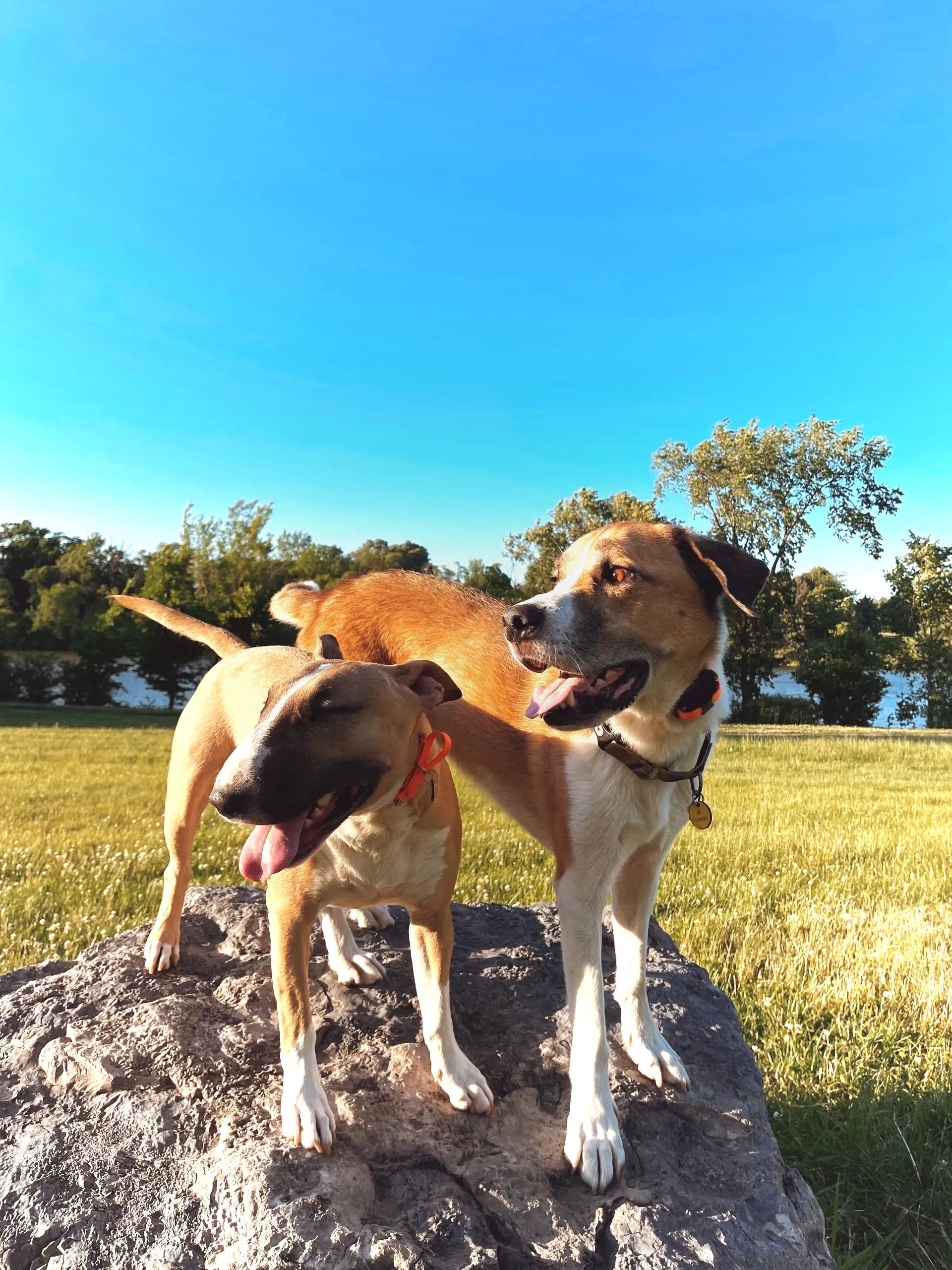 Dog Training - The Happy Hound Behavior and Obedience