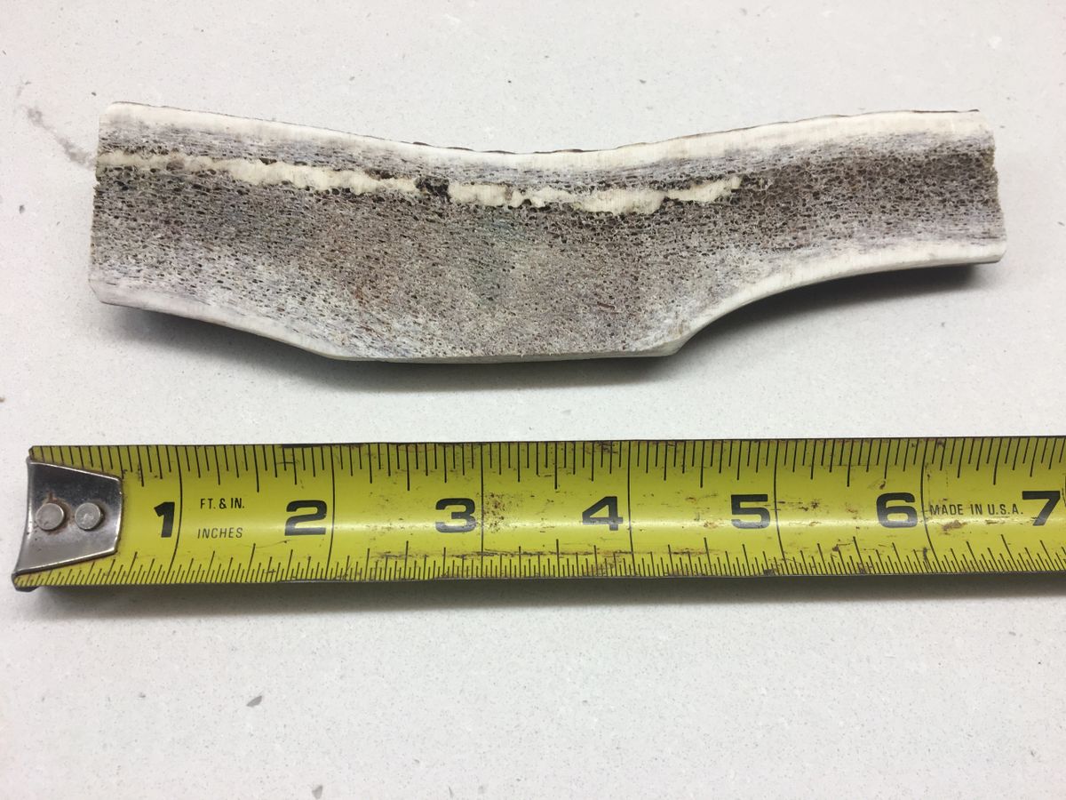Large Split Elk Antler