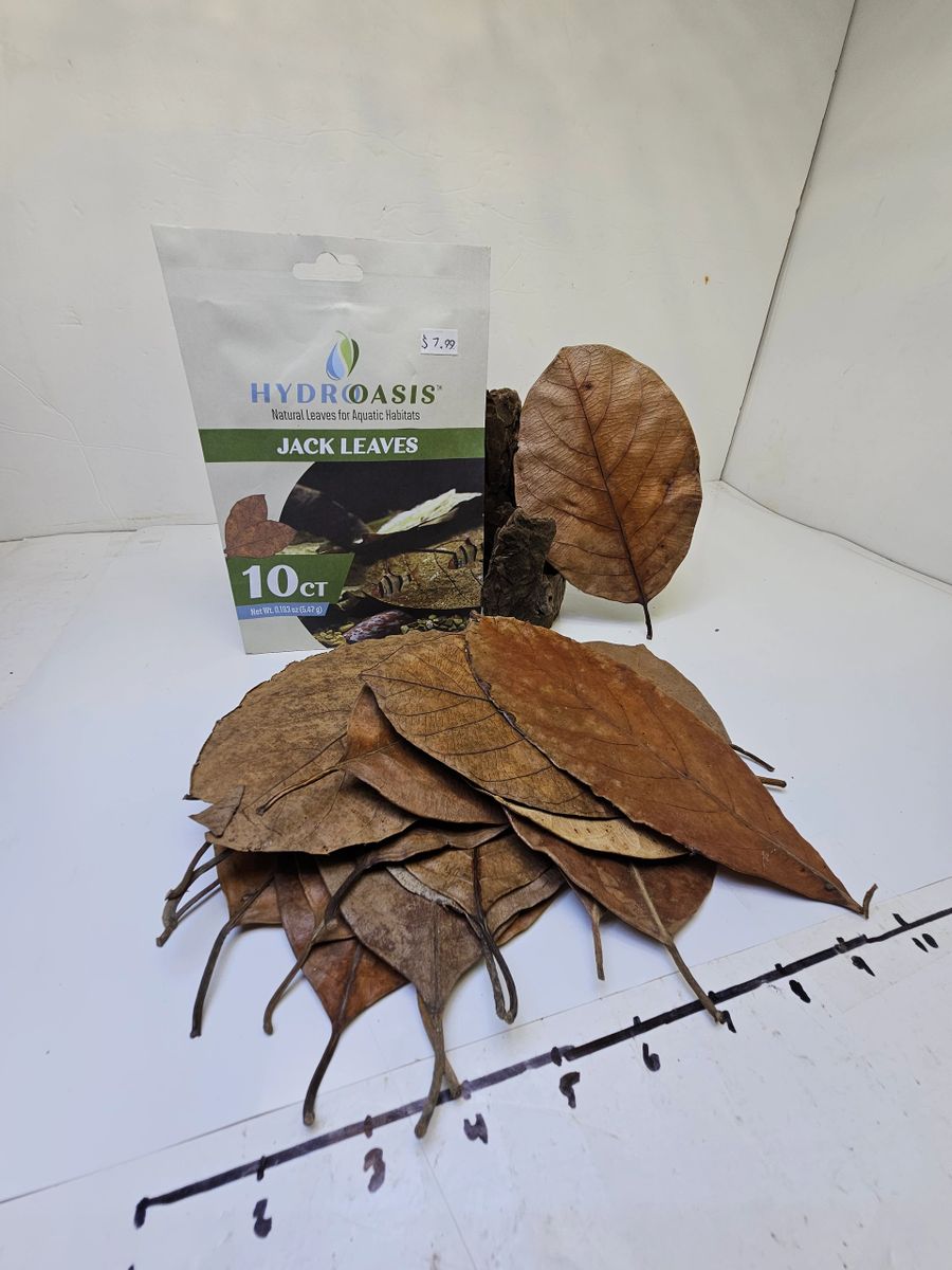 Jack fruit Leaves 10 ct