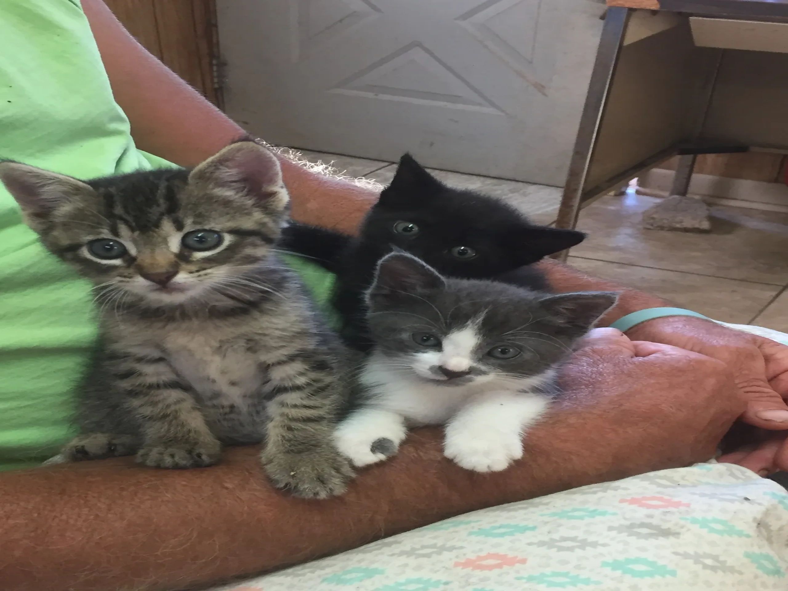 Rescue Kittens and Help Animals with Paws Adoption