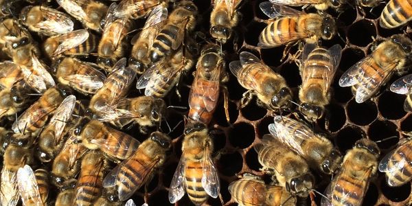 Russian Bees - Coy Bee Company