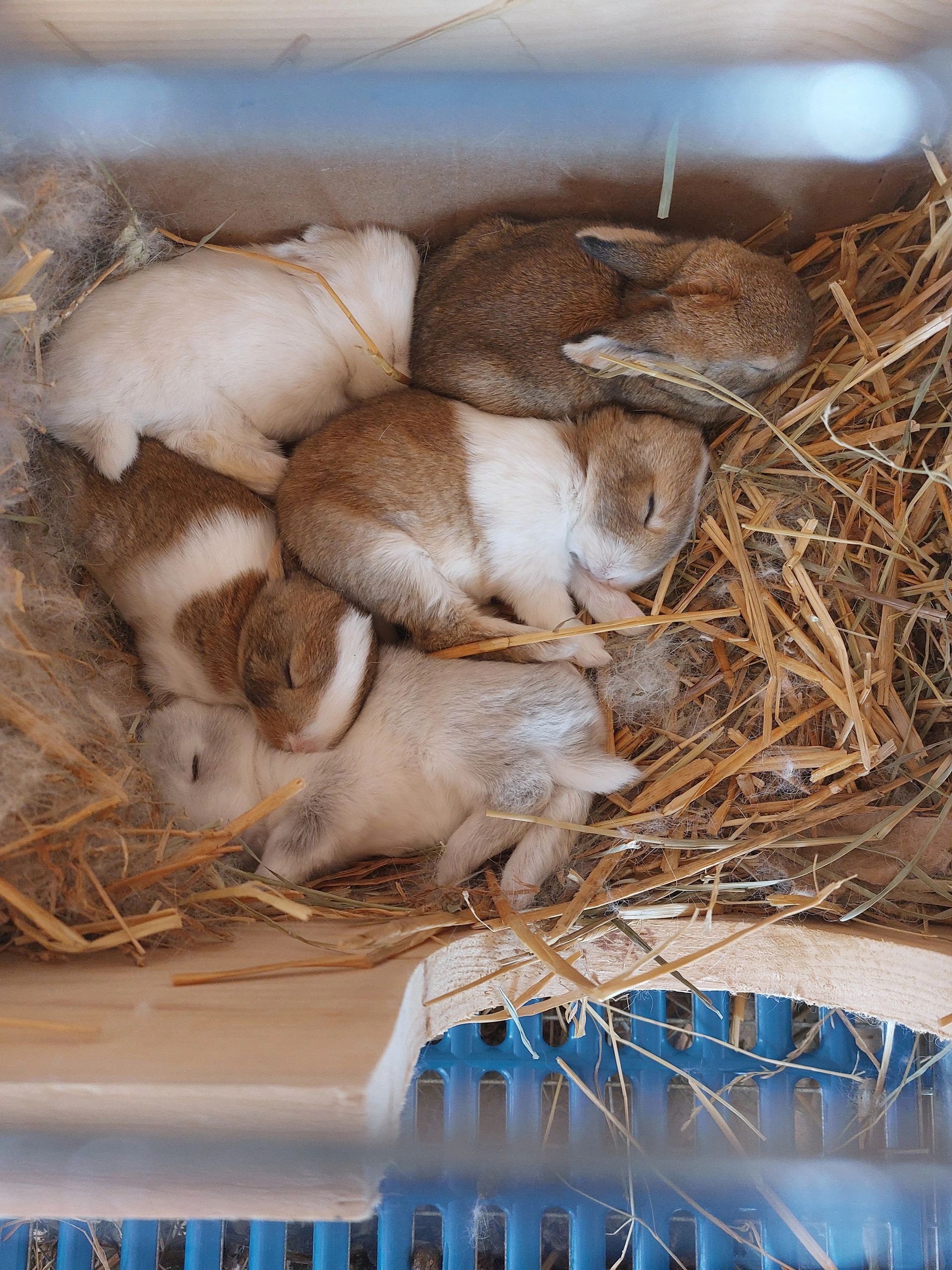 McNally Family Rabbitry