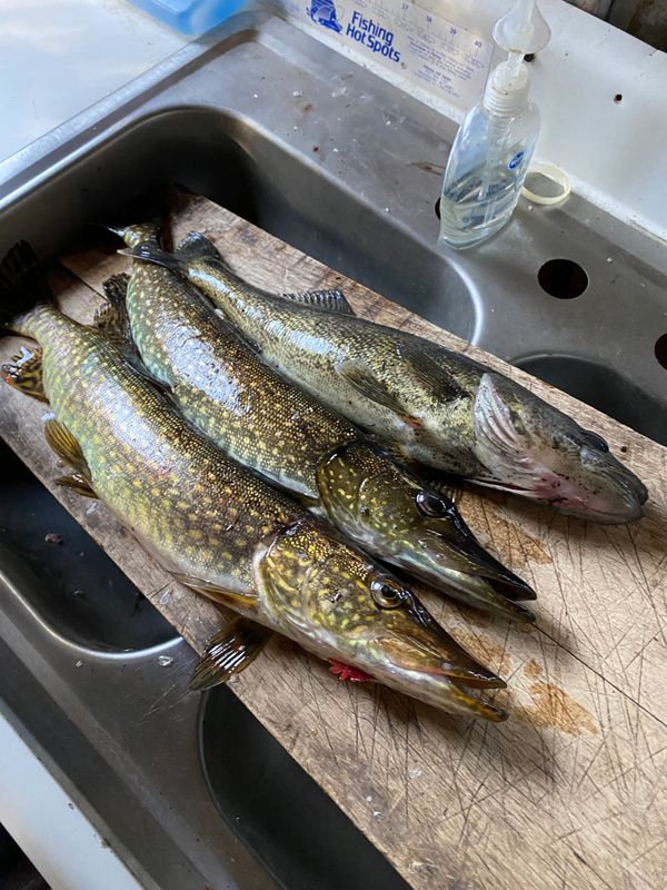 Hunting - Blue Walleye Outpost