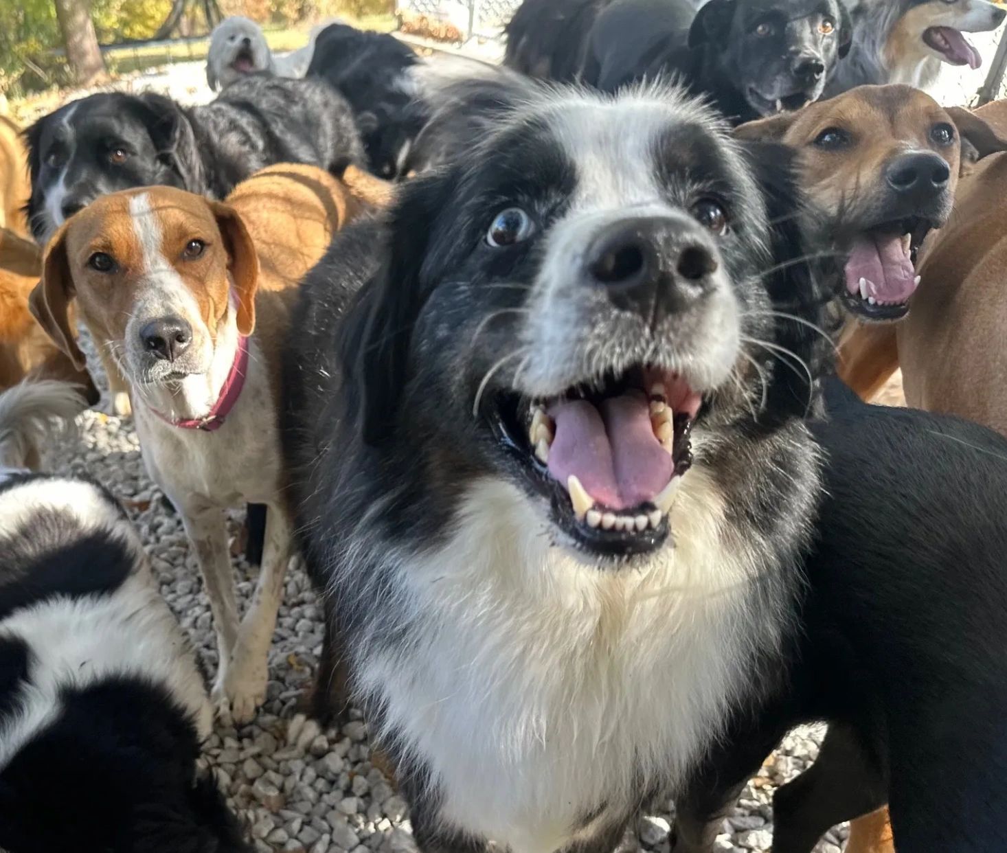 Adoptable Dogs
