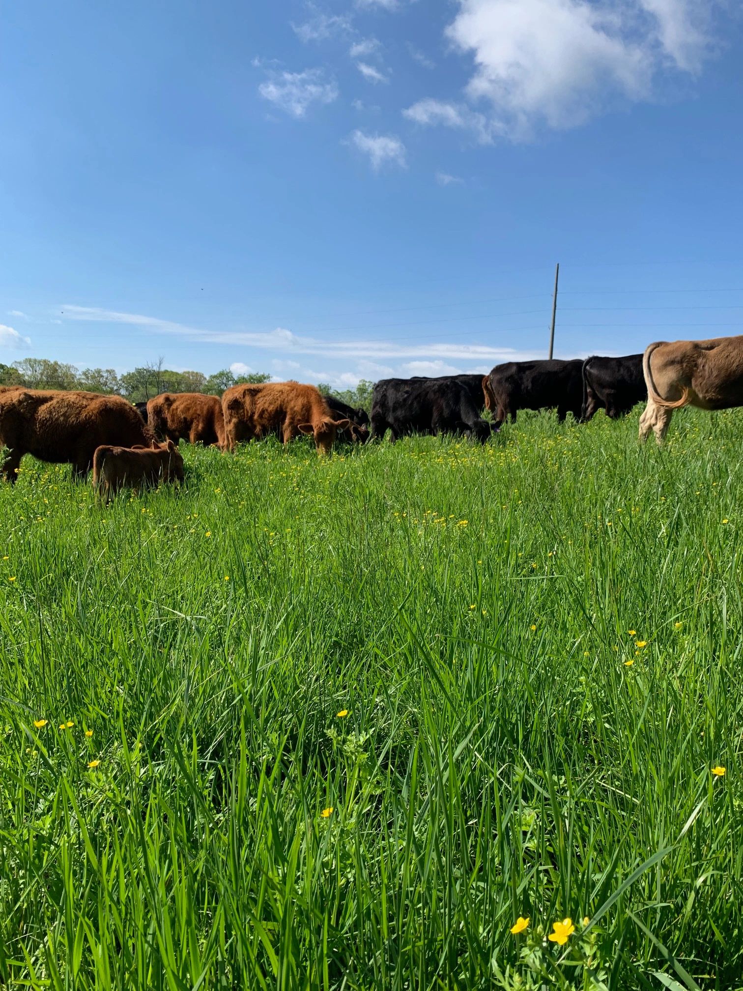 Frozen Genetics | Gelbvieh, Balancer, & Akaushi Beef Breeding Stock