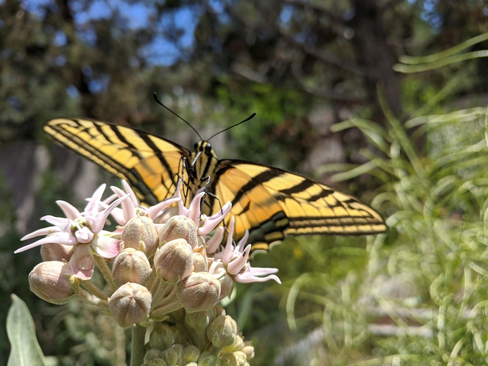 Pollinator Pathway Bend