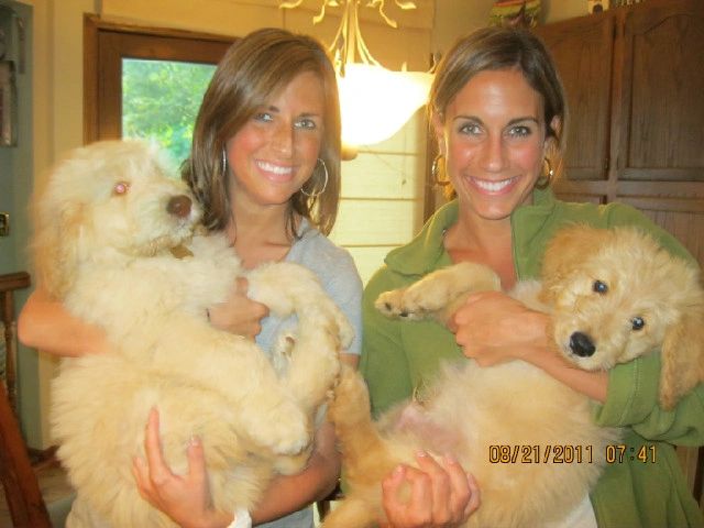 Goldendoodles Logan Hill Farm - Logan Hill Farm