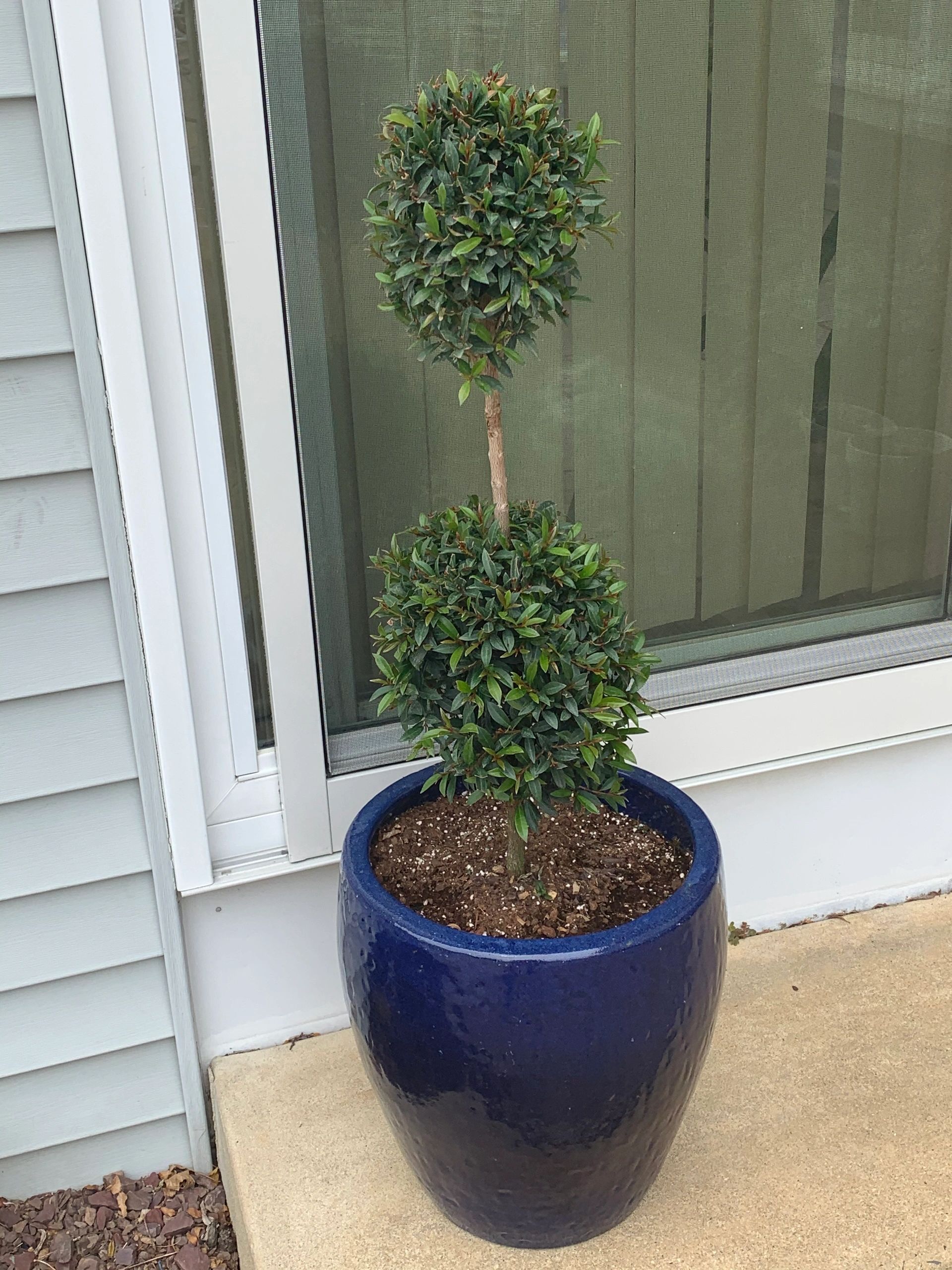 Eugenia Topiary Plant