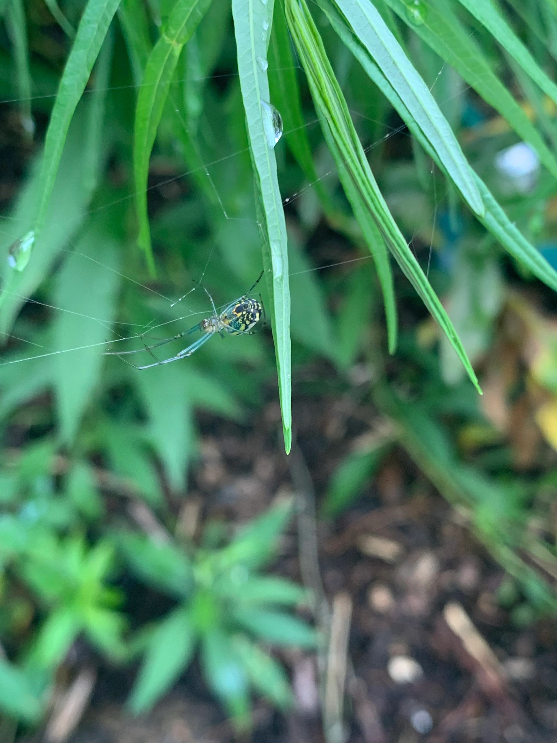 Orchard Spider