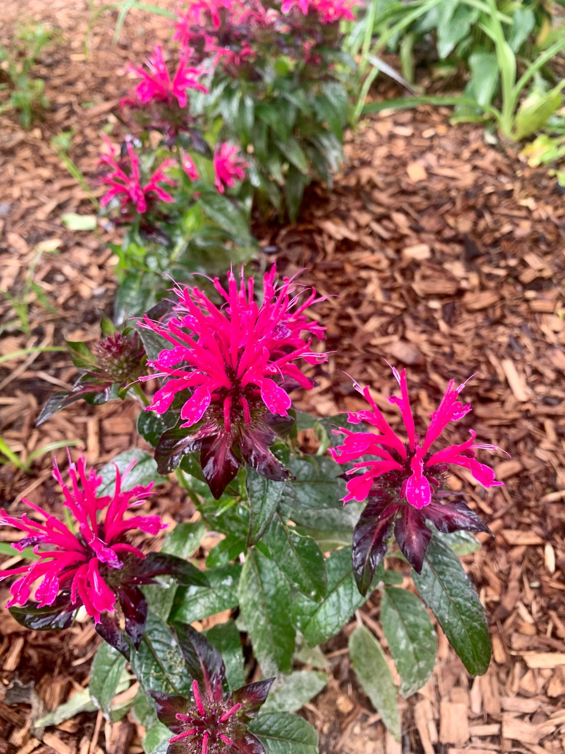 Bee Balm Powdery Mildew