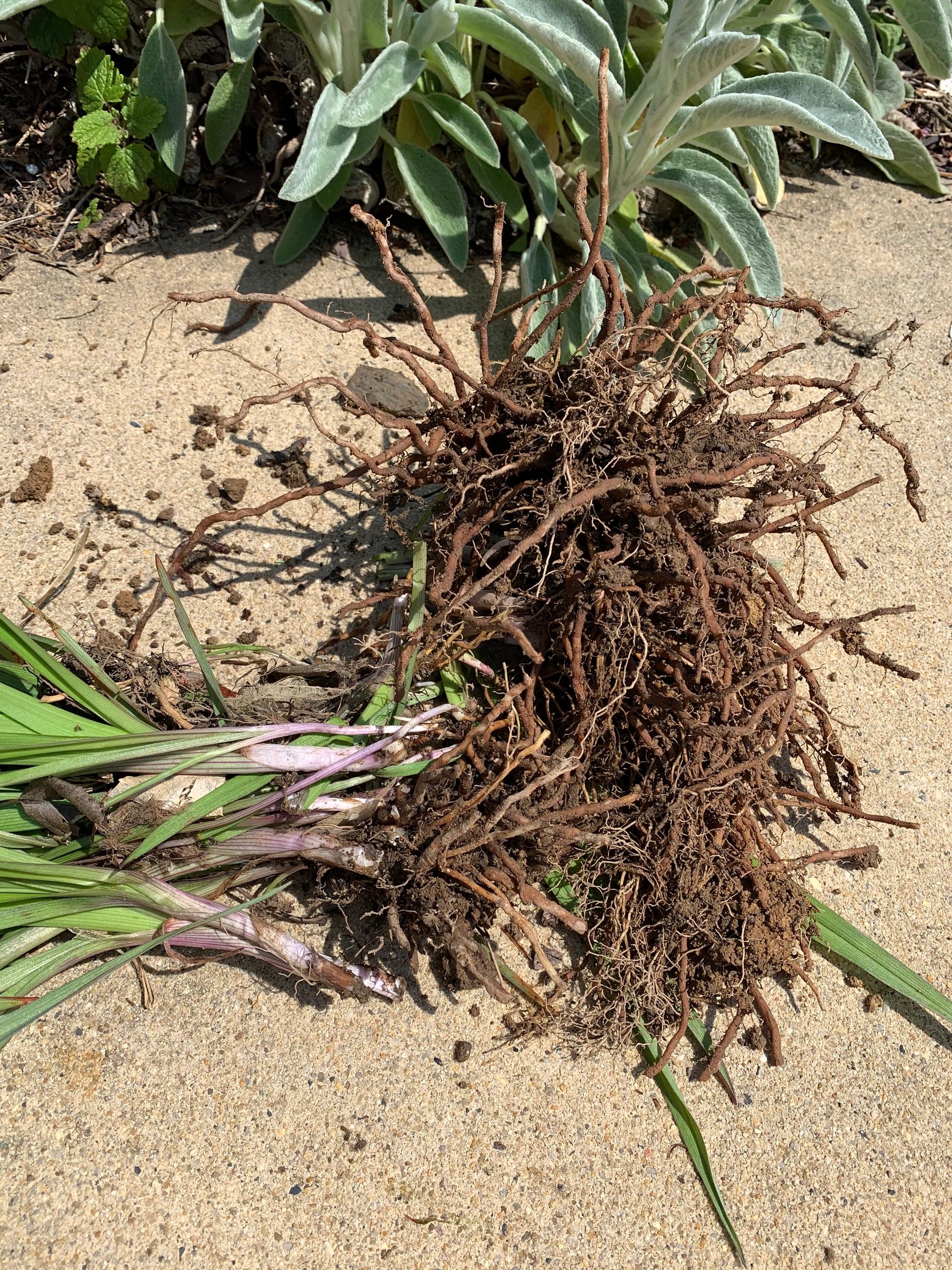 Invasive Plants