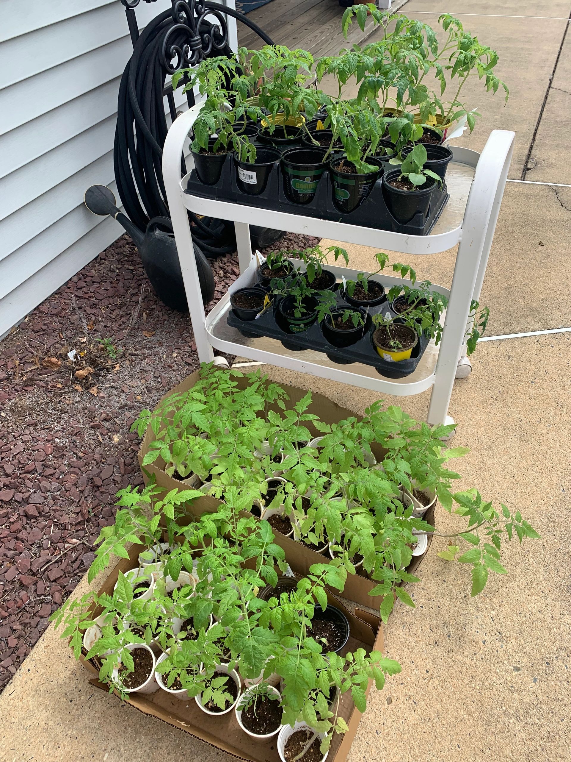 Planting transplants in garden