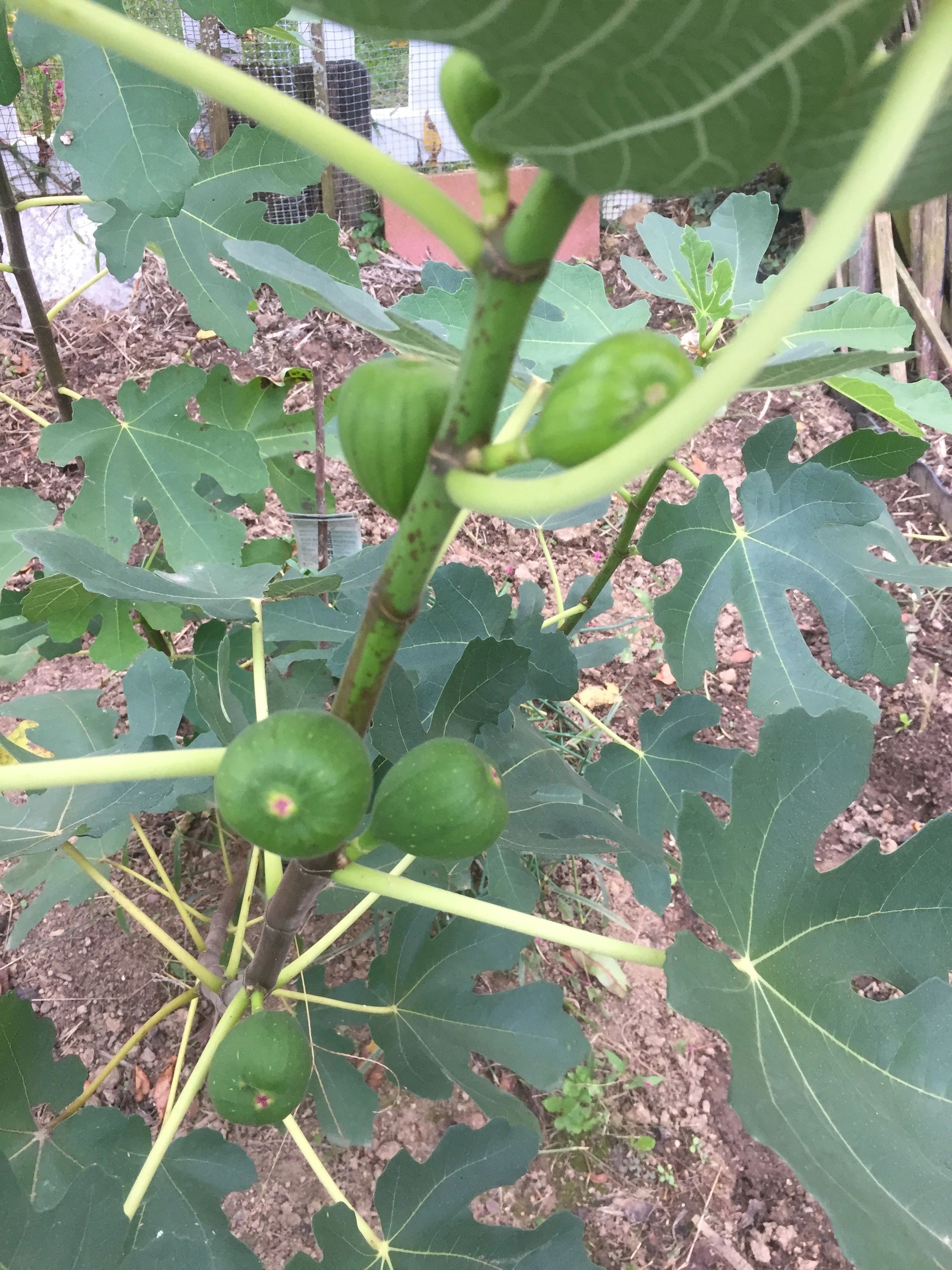 How to Grow and Harvest Figs