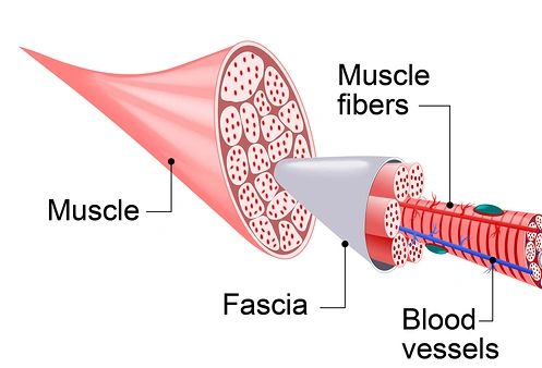 The Mysterious World Of Fascia