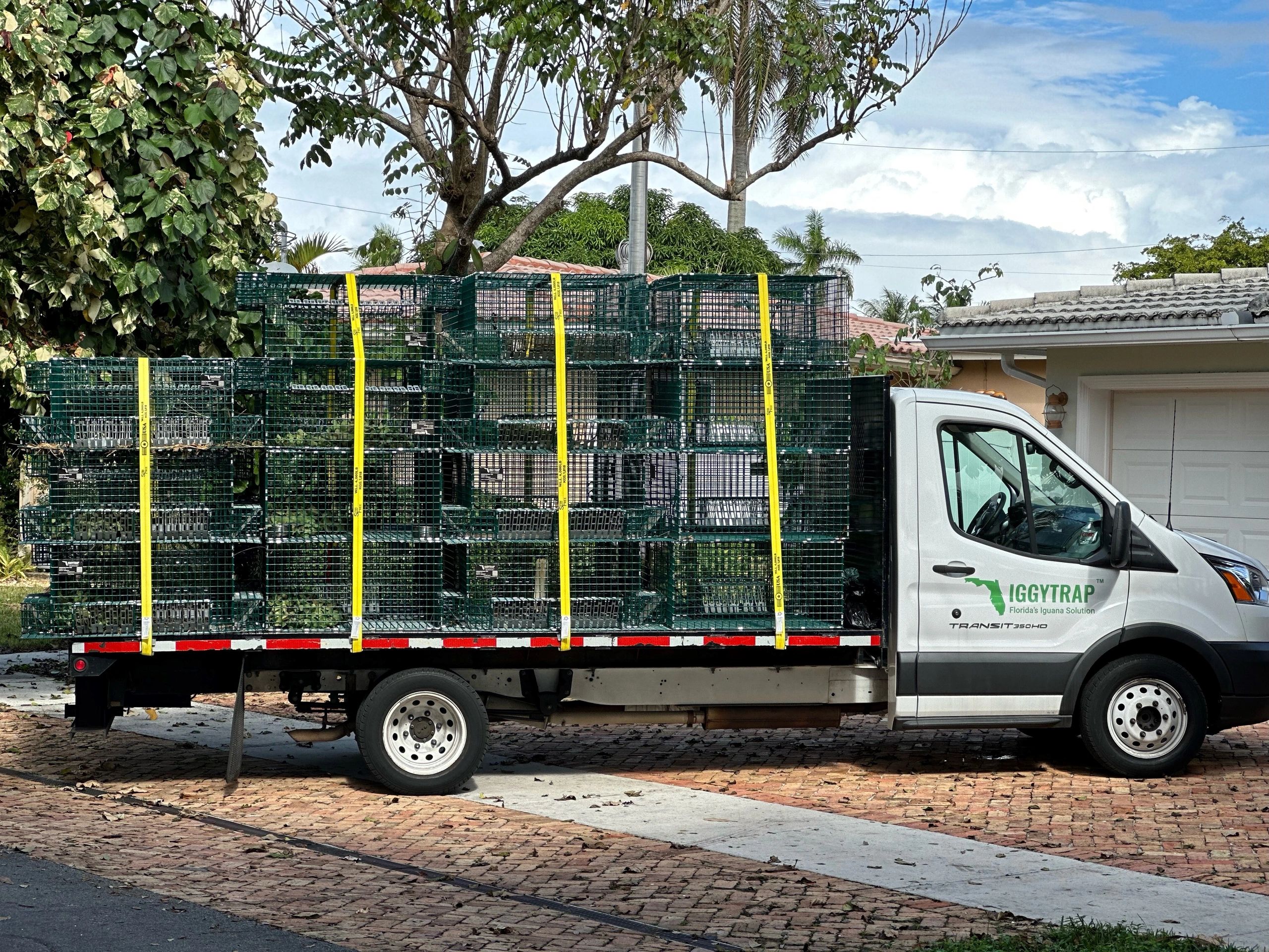 IGGYTRAP - Iguana Removal, Iggytrap