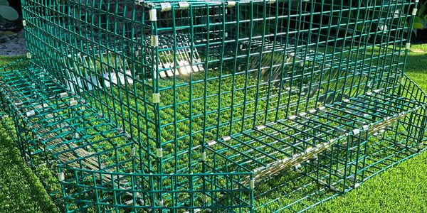 IggyTrap - Capture Iguanas With Our Tools - IggyTrap