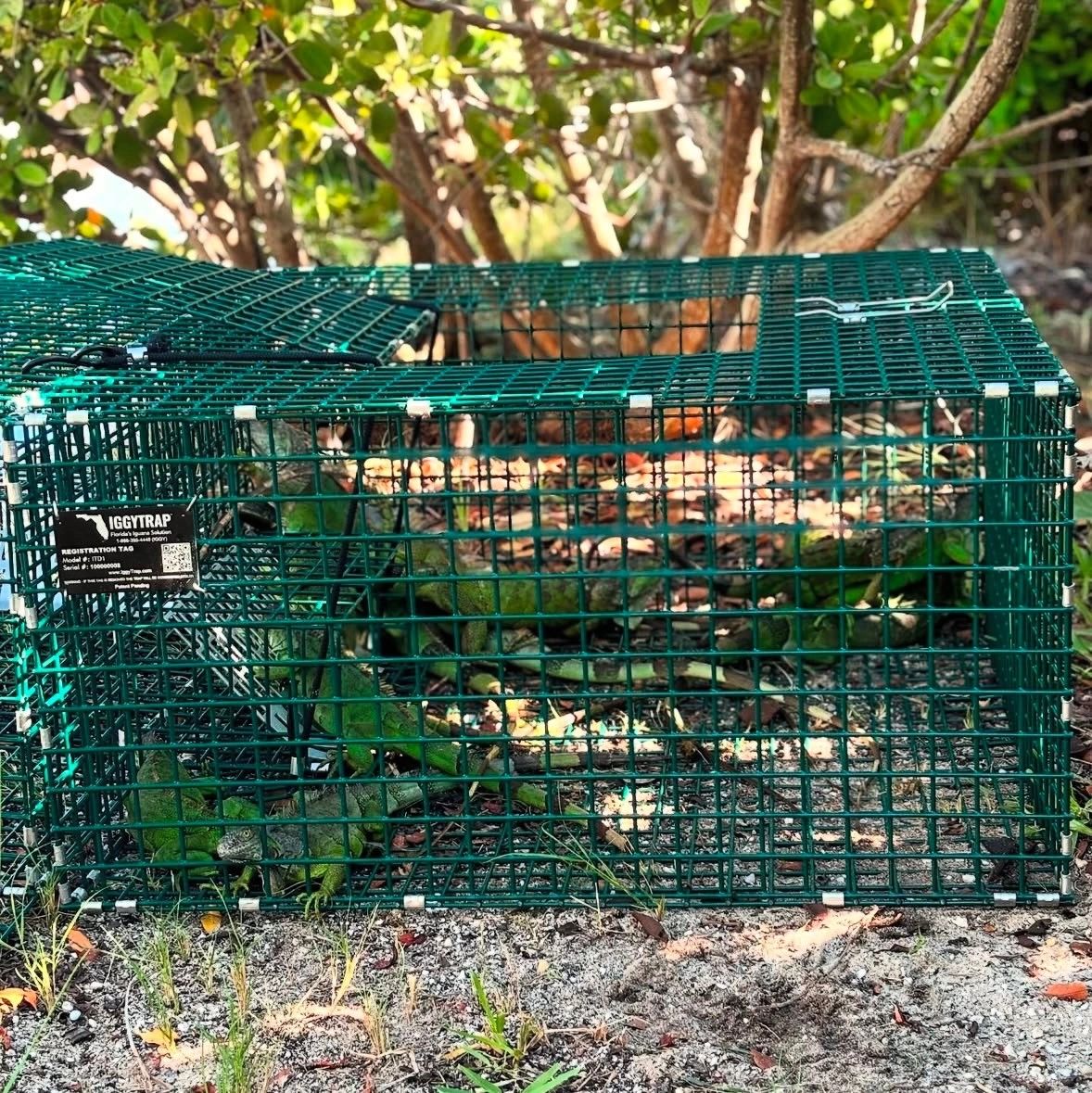 Iggy Traps: Reliable Iguana Removal Services in Florida