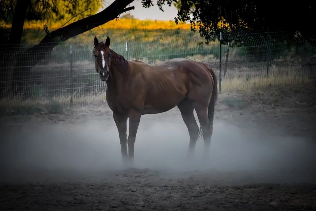 Farm and Ranch Insurance professional - Equine Insurance, Insurance ...