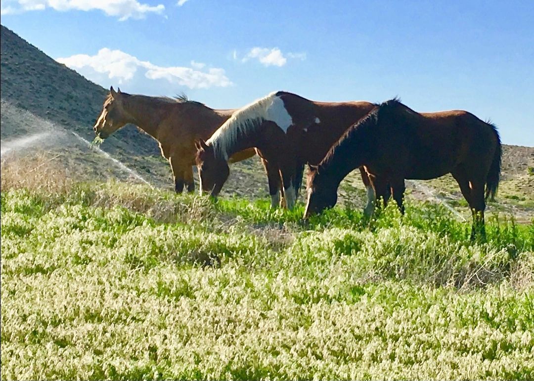 Farm and Ranch Insurance professional - Equine Insurance, Insurance ...