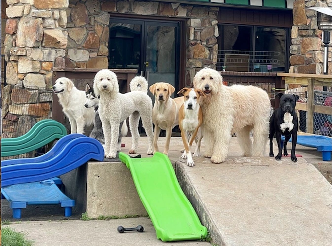 K9 Elite Dog Training - Home